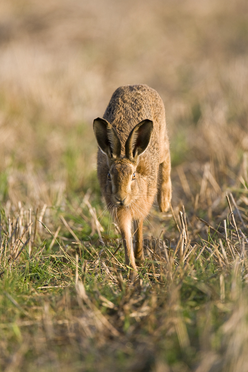 Sean Hunter Photography - European Brown Hare
