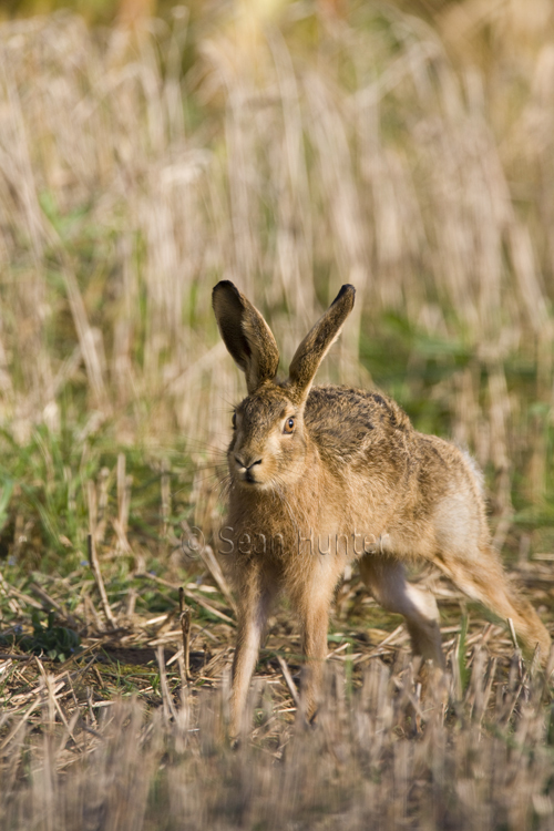 Sean Hunter Photography - European Brown Hare