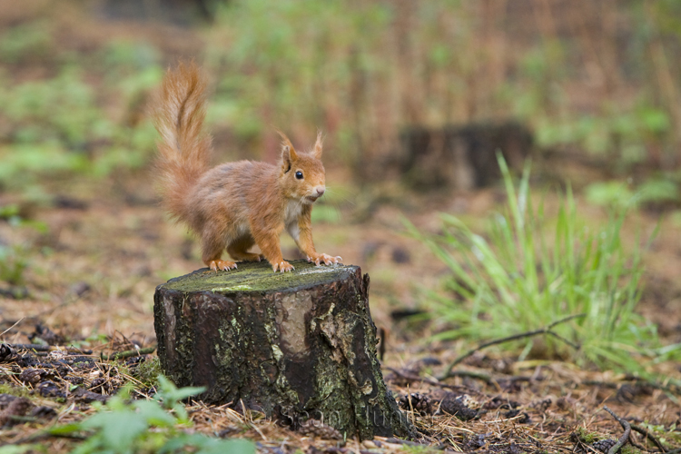 Sean Hunter Photography - Red Squirrel