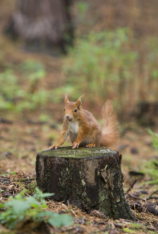Sean Hunter Photography - Red Squirrel